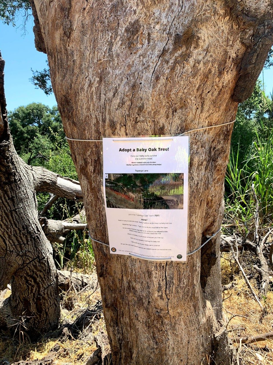 Adopt a Baby Oak at Trippet Ranch! - RCDSMM