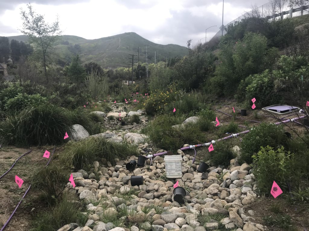 Update: Highway 101 Wildlife Crossing Habitat Restoration - RCDSMM