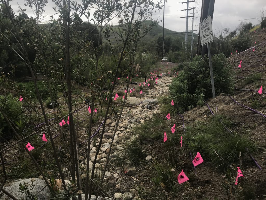 Update: Highway 101 Wildlife Crossing Habitat Restoration - RCDSMM