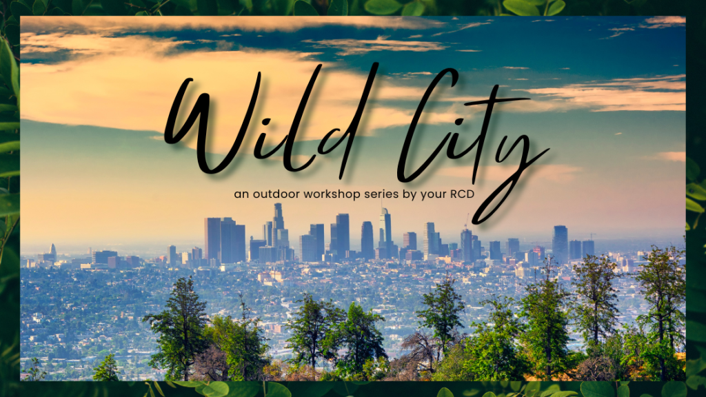 Wild City Workshop - RCDSMM